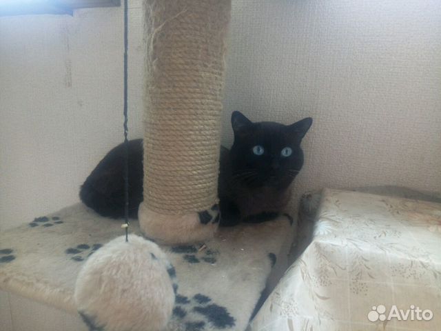 Кот хочет киску