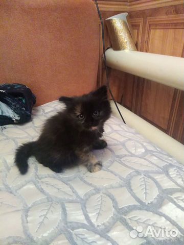 Котёнок хорошенький
