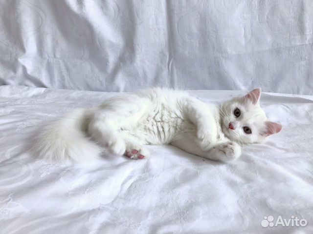 Белоснежный котёнок в добрые руки