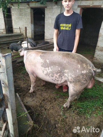 Хряк на племя помесь дюрок см-1
