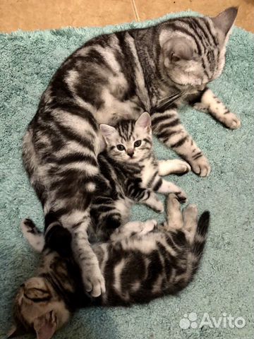 Кошечка британка
