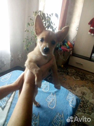 Щенок девочка