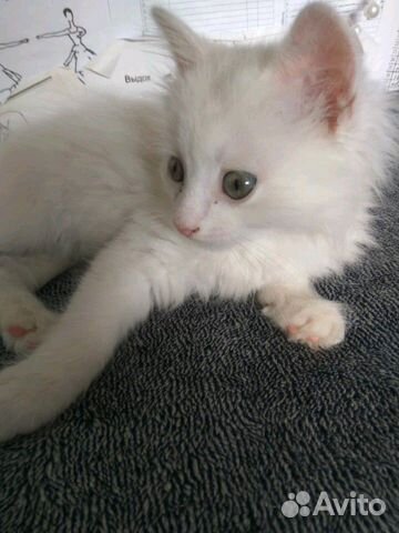 Котенок снежок