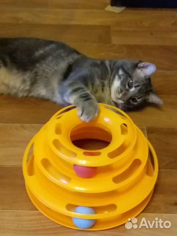 Отличный парень Яша из приюта