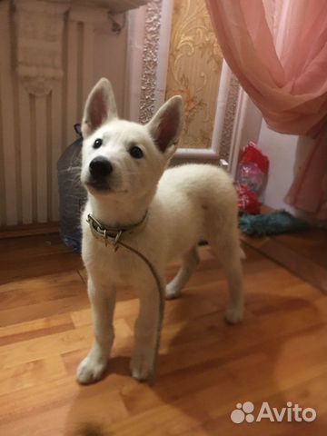 Лайка чистокровная