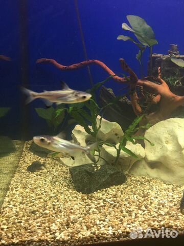 Отдам понгасиусов-акульих сомов(двоих.)