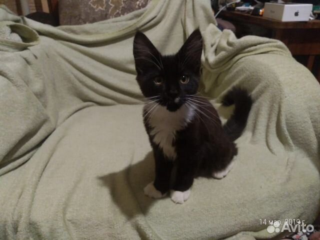 Котенок Мэйн-кун 8 мес