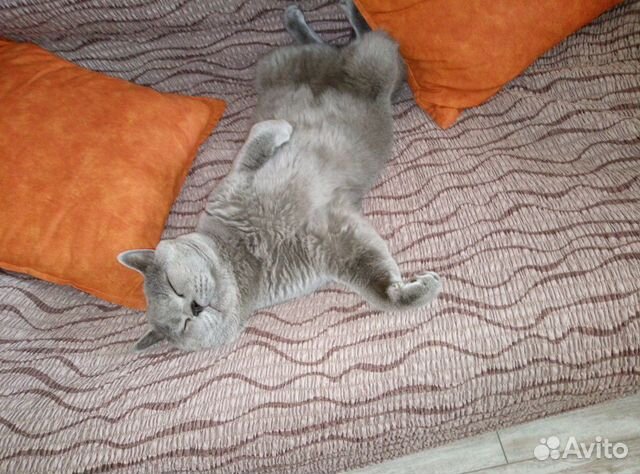 Котик Британец