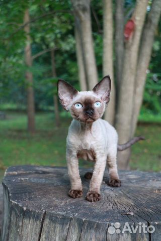 Котик Эльфик