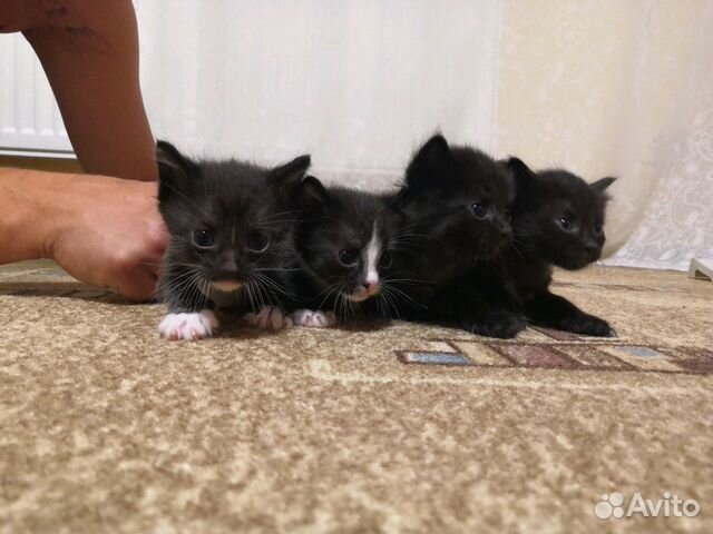 Котята в добрые руки