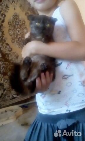 Продам Шотландскую кошечку