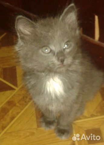 Котенок ищет дом