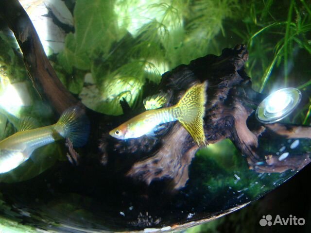 Гуппи золотая кобра чистая линия