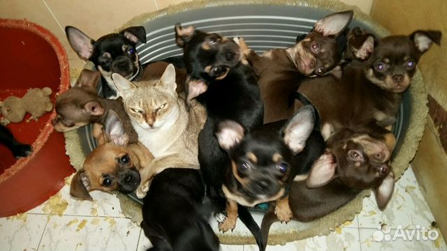 Маленькие чишки, девчонки и мальчишки