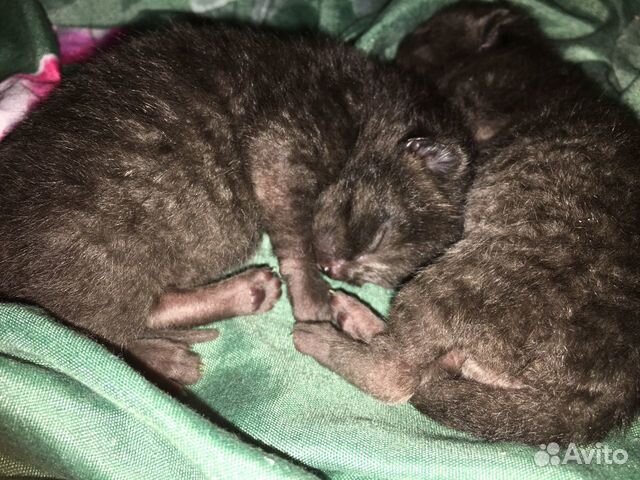 Котята британские со смесью шотландской