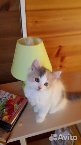 Очаровательный котенок в поиске нового дома