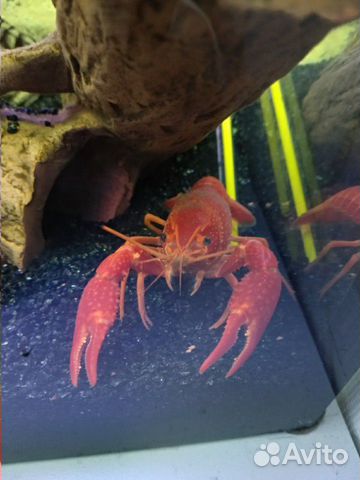 Флоридский красный рак