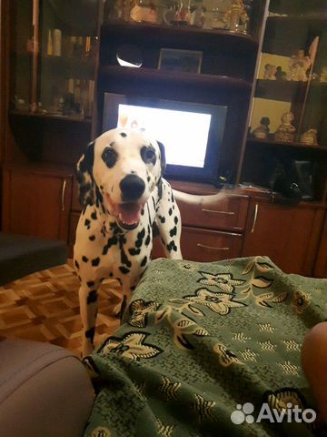 Продам собаку долматинец