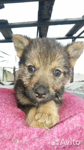 Щенок из приюта в добрые руки