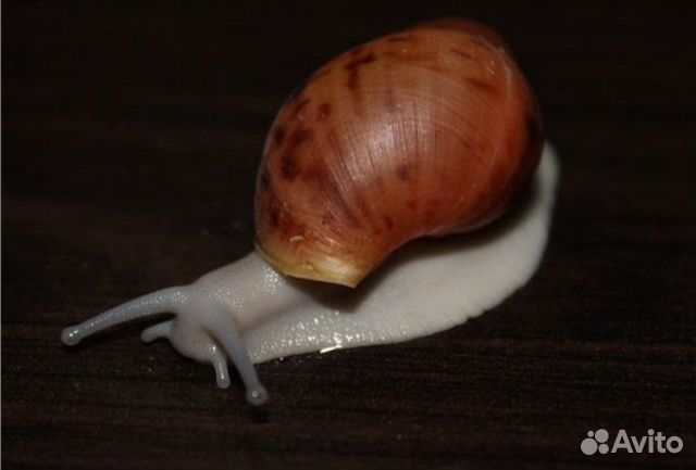 Улитята Архахатина Овум сильвер