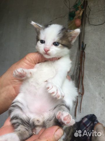 Котёнок