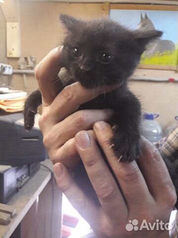 Черный котенок на счастье