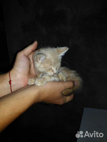 Котенок Розочка ищет надежного друга