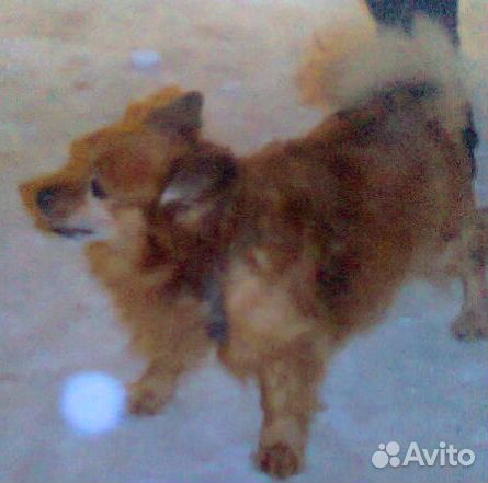 Возьму в заботливые руки собаку как на фото