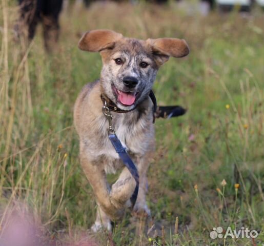 Щенок Тигран-полосатое очарование, в дар