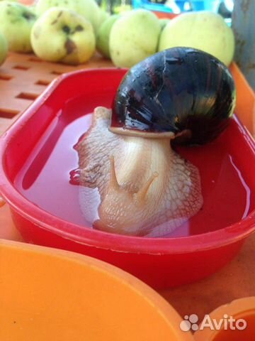 Улитка Ахатин малыши