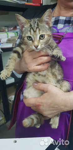 Котенок Бонечка 3 мес в добрые руки