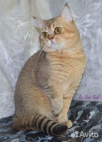 Шотландский молодой котик