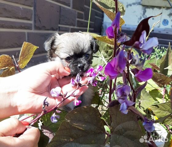 Милашки чихуашки