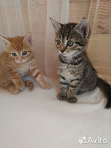 Умные котята в добрые руки