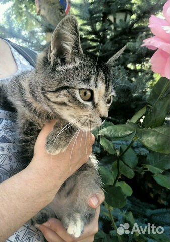 Котенок в добрые руки