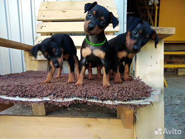 Щенки Цвергпинчер (сучки)