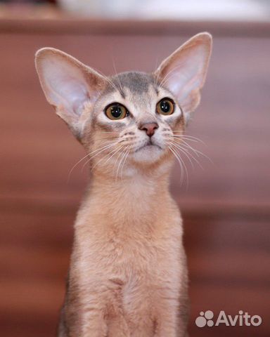 Потрясающий голубой абиссинец