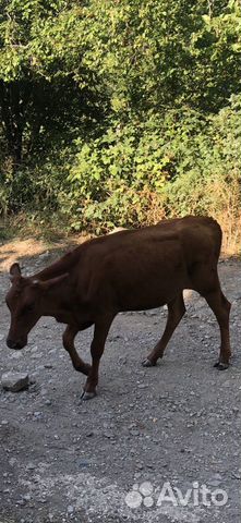 Продам тёлочку,корову