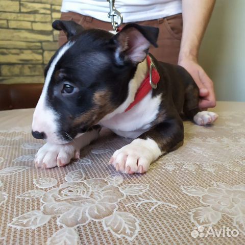 Милый миник бультерьер