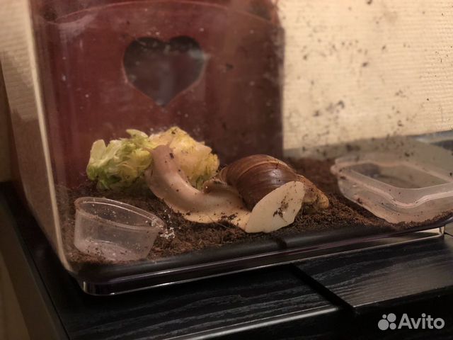 Улитки Ахатины