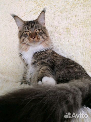 Котята милые ребята