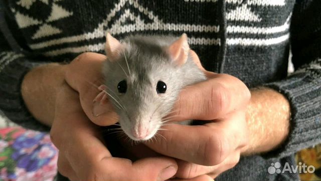 2 крысы дамбо с клеткой