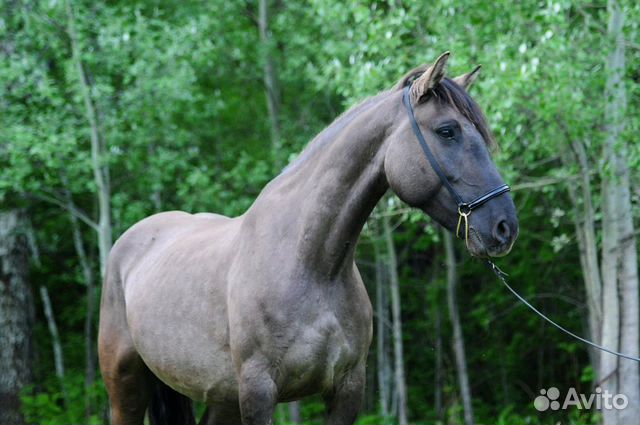 Мышастая кобыла