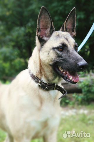 Метис Малинуа Зара