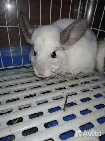 Шиншилла с клеткой