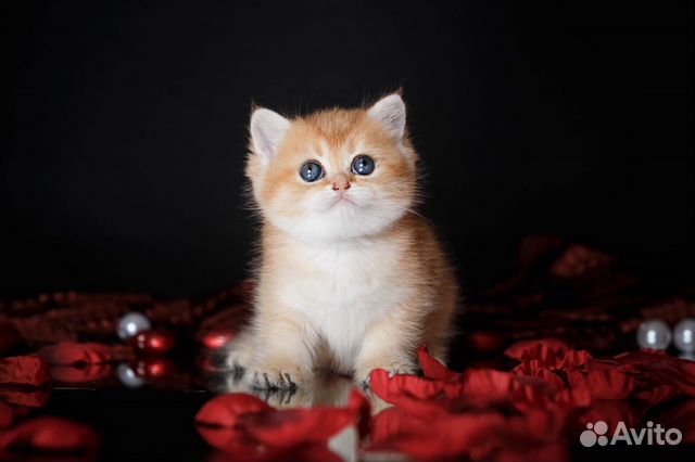 Британская девочка