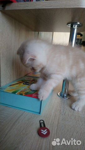Шотландские котята