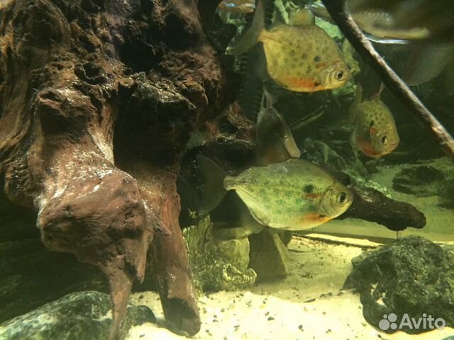 Метиннис пятнистый