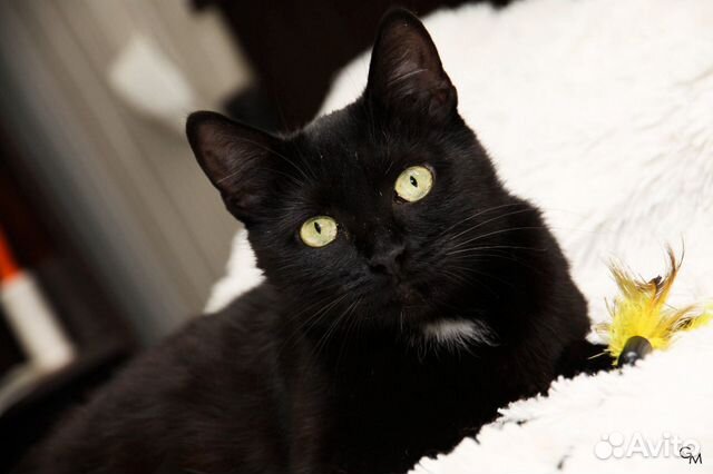 Китти ищет дом