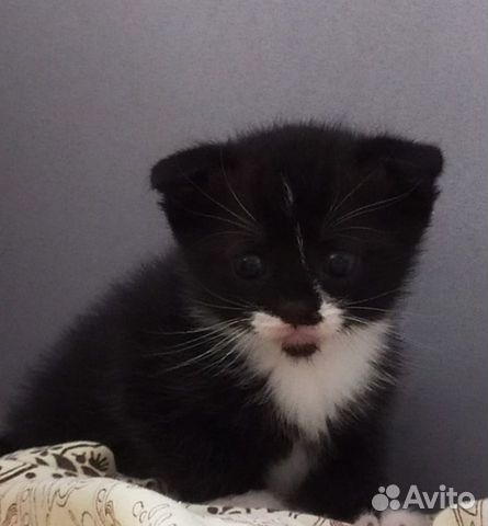 Продам веселых,умных котят